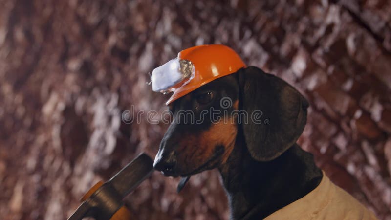 Dog in Helmet with Lantern with Pick in Cave, Children Quest World of ...