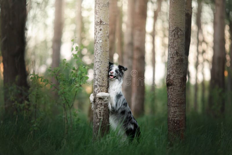 The Dog Is Hiding Behind A Tree. Border Collie In The Woods In Winter ...