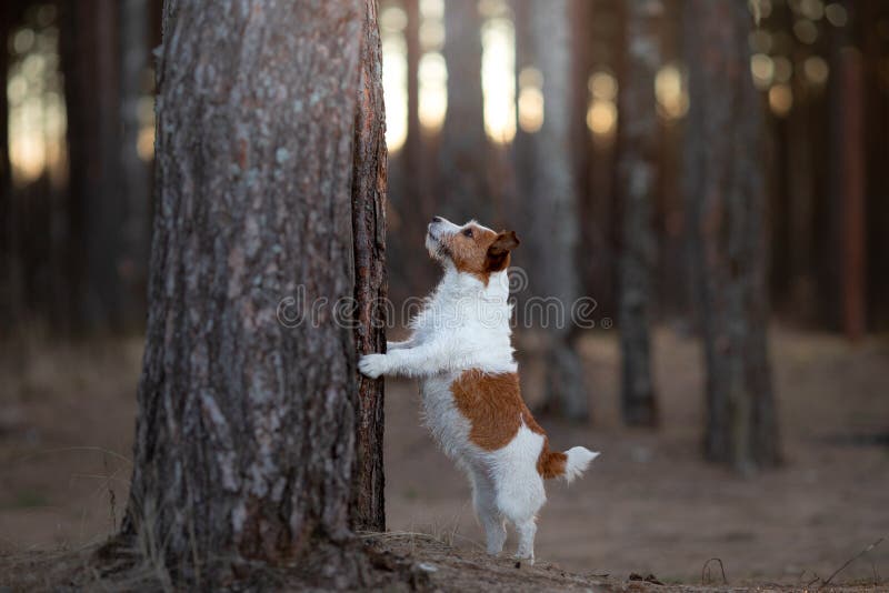 The Dog Is Hiding Behind A Tree. Jack Russell Terrier Stock Image ...