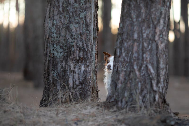 The Dog is Hiding Behind a Tree. Jack Russell Terrier Stock Image ...