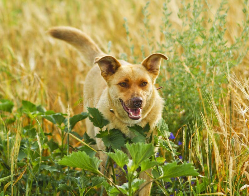 Dog Hiding in the Bushes and High Grass Stock Photo - Image of hiding ...