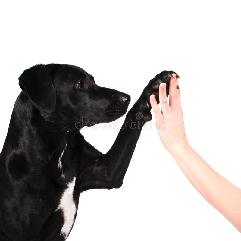 Paw and hand stock photo. Image of touch, canine, high - 29115992