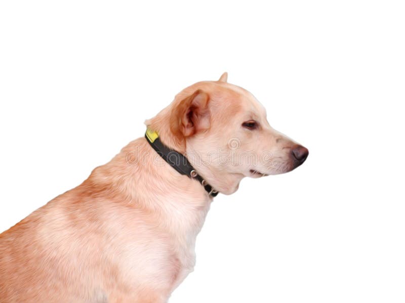 Dog high five. stock image. Image of breed, canine, white - 160082393