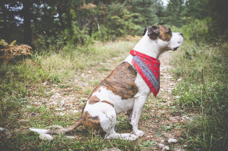 Sutumn Colors Stock Photos - Free & Royalty-Free Stock Photos from ...