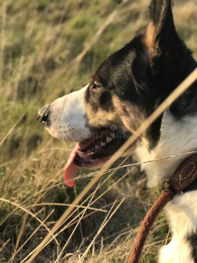 Dog on Hills stock image. Image of hills, grass, sunny - 100255049