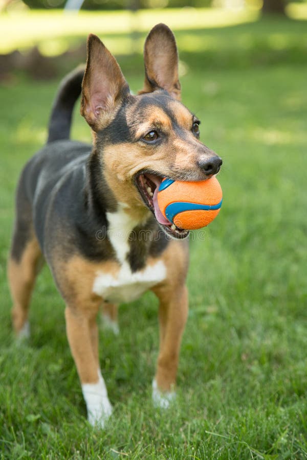 A Dog and His Ball stock image. Image of portrait, puppy - 96522793