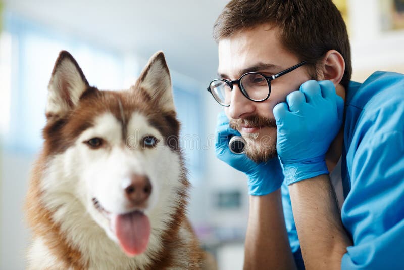 Dog and his doc stock image. Image of purebred, clinic - 92750701