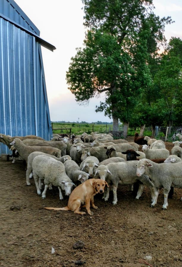 A Dog and His Sheep Friends Stock Image - Image of animals, agriculture ...