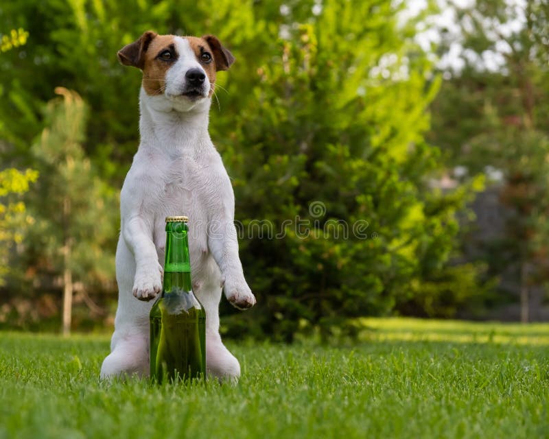 Dog Holding a Bottle of Beer Outdoors. Stock Image - Image of activity ...