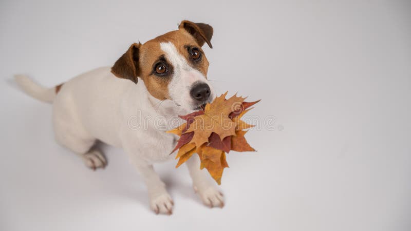 The Dog is Holding a Bunch of Maple Leaves on a White Background. Stock ...