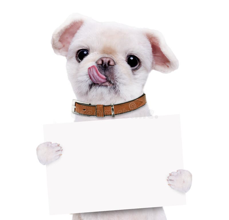 Dog Holding in His Paws White Banner. Stock Image - Image of idea ...