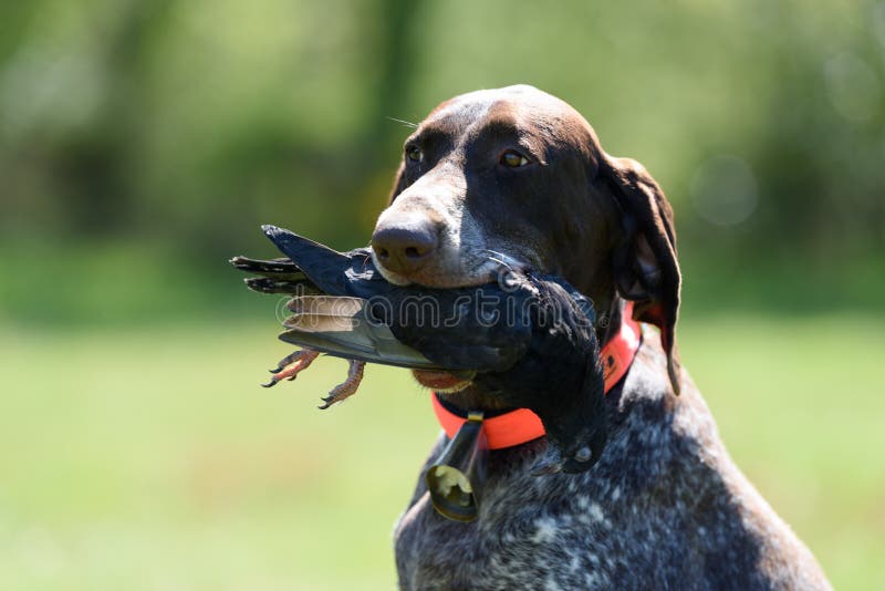 Dog holding prey in mouth stock photo. Image of model - 263374622