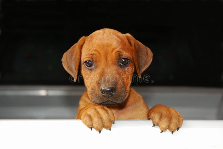 Dog holding sign stock photo. Image of creatures, canine - 6608284