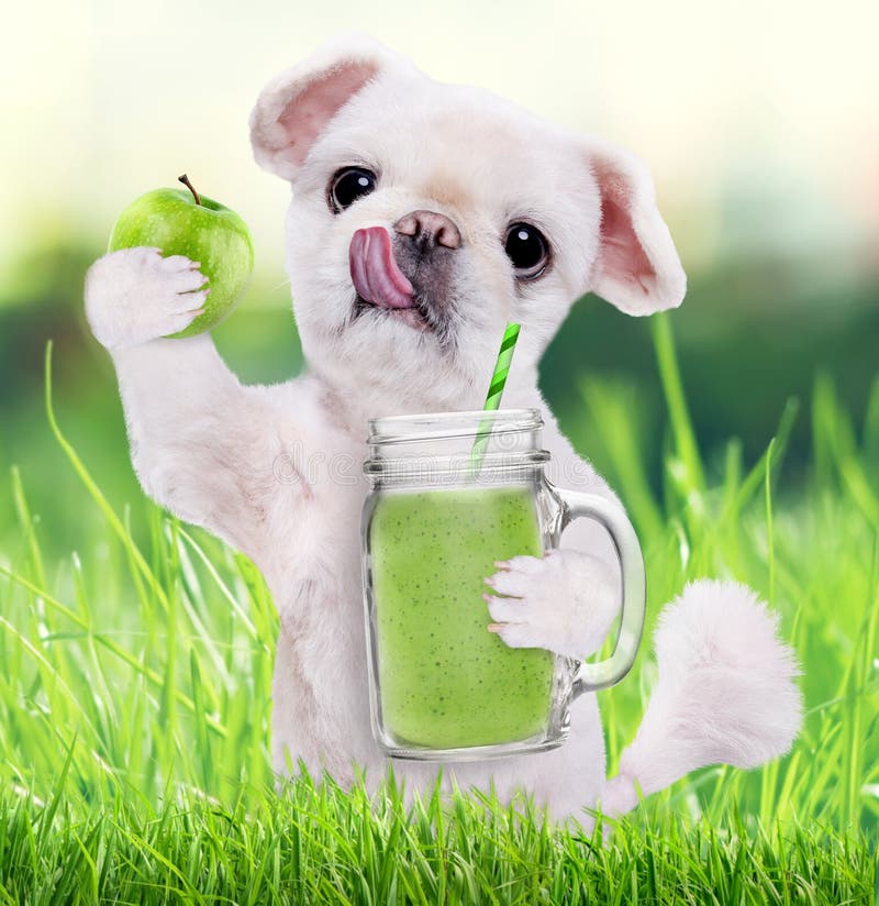 Dog Holding Smoothie in a Mug . Stock Photo - Image of eating ...