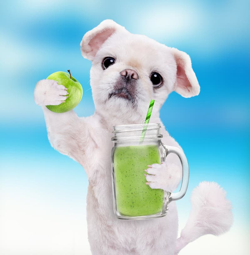 Dog Holding Smoothie in a Mug . Stock Image - Image of food, hold: 78313975