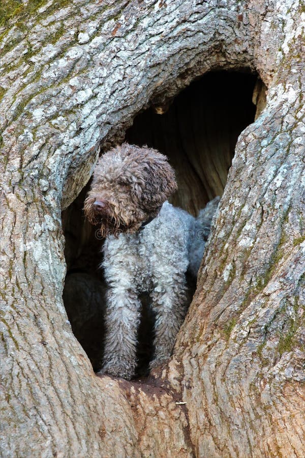 Dog in the hole stock photo. Image of inside, hole - 89621732