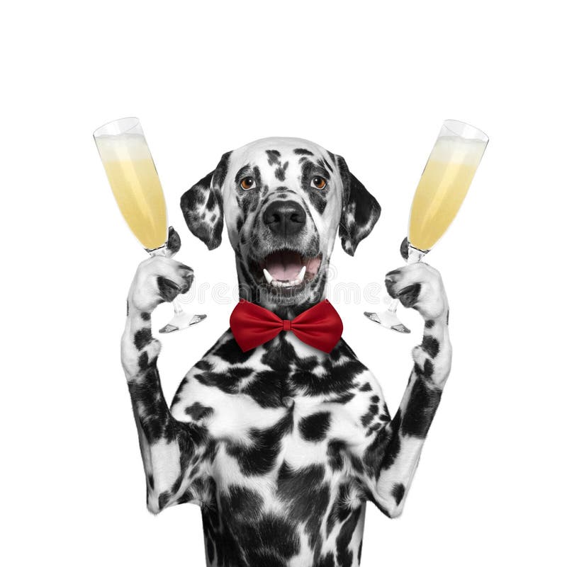 Champagne glass dog stock image. Image of champagne, party - 44068877