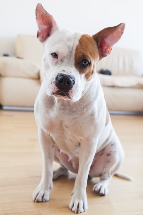 Dog at home stock image. Image of hardwood, female, purebred - 74052601