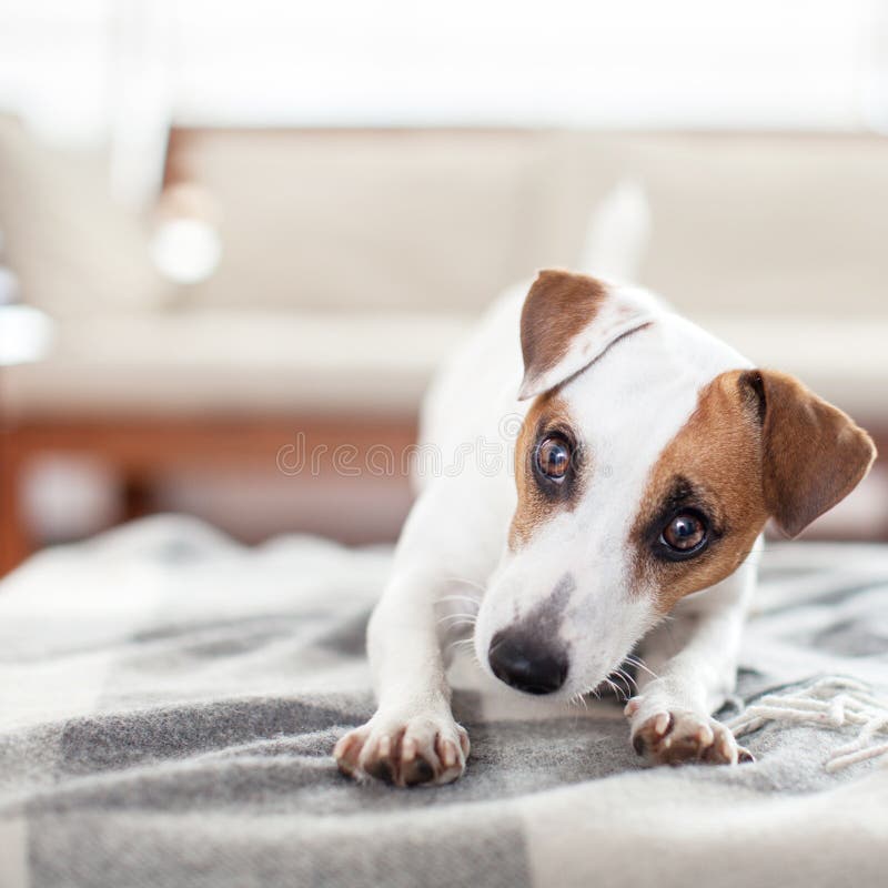 Dog at home stock image. Image of pedigreed, happy, animal - 107250603