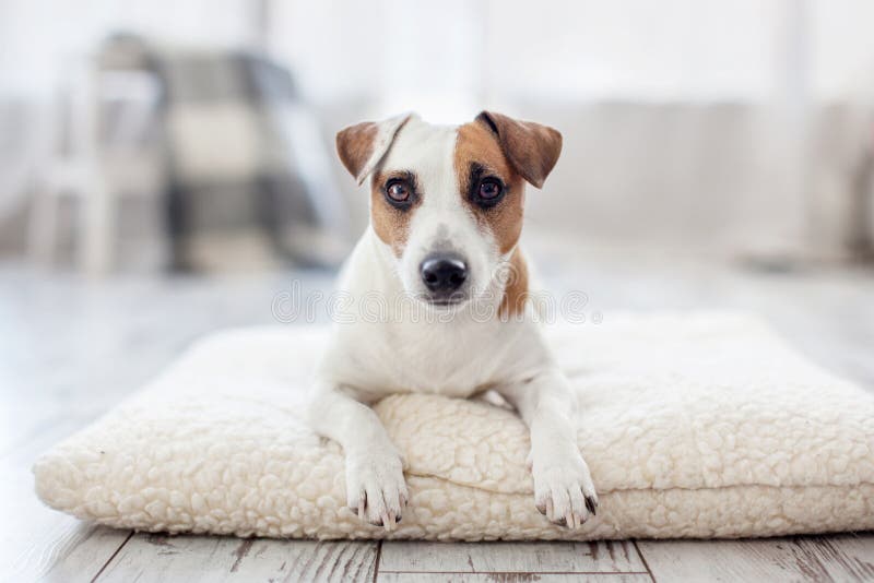 Dog at home stock image. Image of pedigreed, happy, animal - 107250603