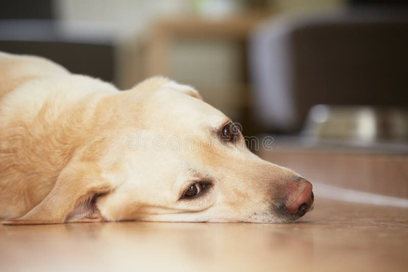 Dog at home stock image. Image of labrador, obedience - 31880143