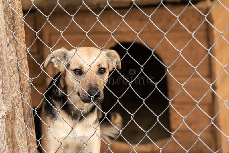 Homeless Dog in a Shelter for Dogs Stock Image - Image of home, fence ...