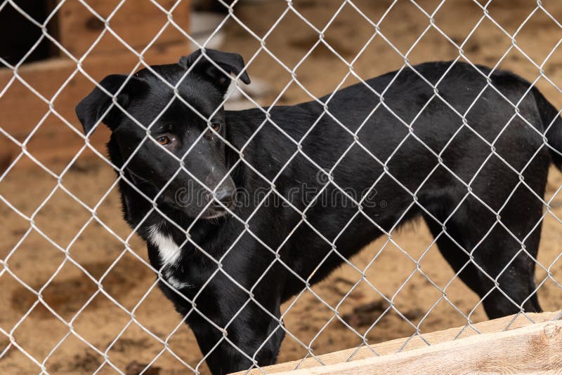 Homeless Dog in a Shelter for Dogs Stock Photo - Image of domestic ...