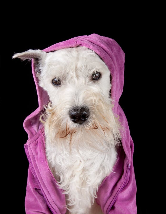 Dog in a hood stock photo. Image of sweatshirt, black - 41274676