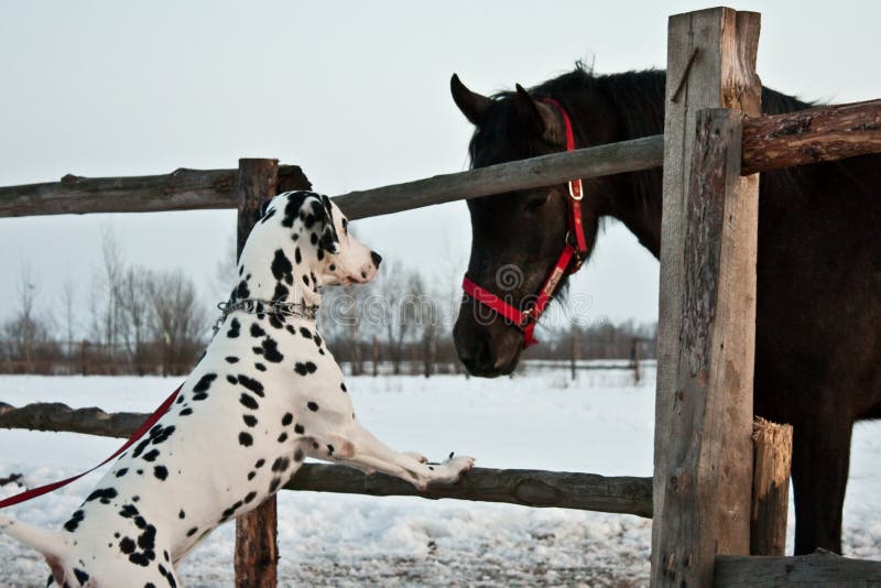 Dog and horse stock image. Image of wood, farm, dalmatian - 8589485