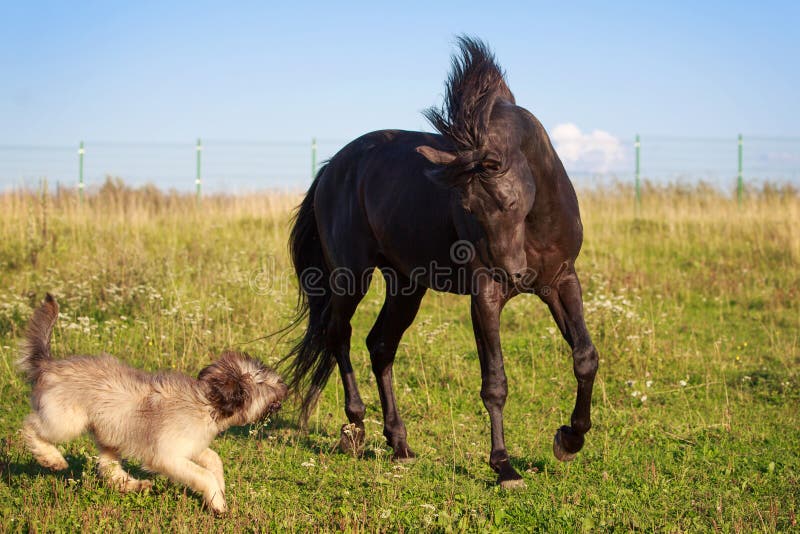 Dog and horse stock photo. Image of trakehner, summer - 34955260