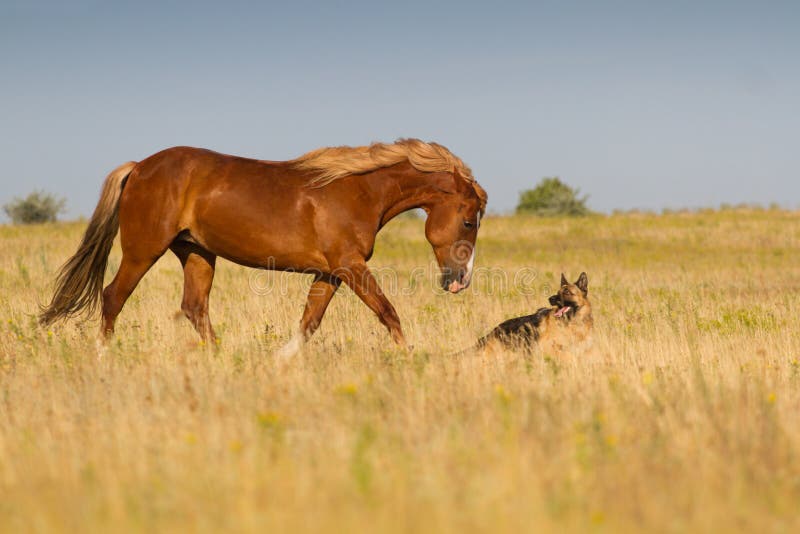 Dog and horse stock image. Image of nature, arabian, active - 44357851