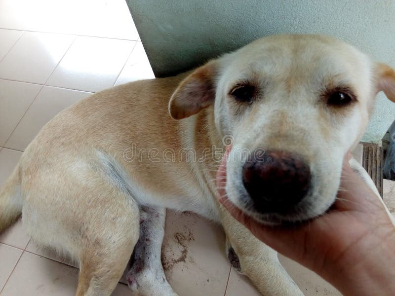 Dog stock image. Image of thedog, adog, hound, canine - 149411899