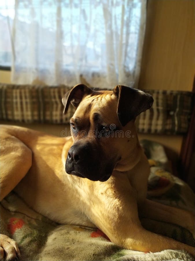 Dog in the house stock photo. Image of corso, animal - 202502458