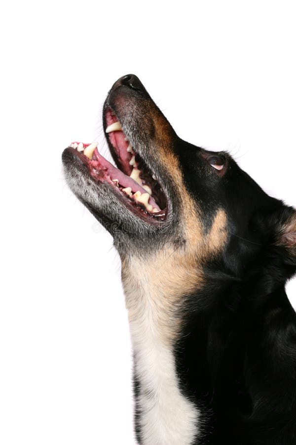 Dog howling stock image. Image of skin, effort, face, affectionate ...