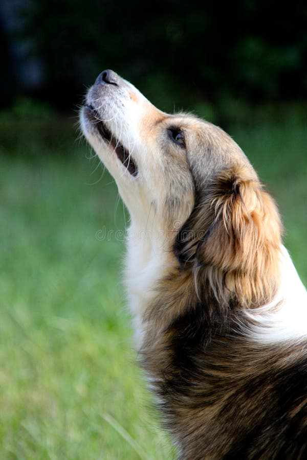 Dog howling stock image. Image of howl, behavior, nature - 36606115