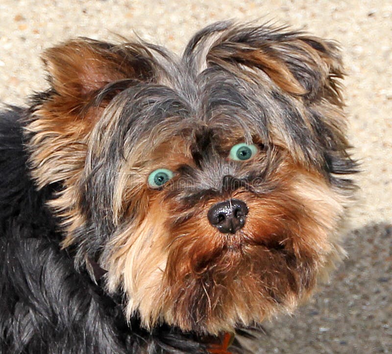 Dog with human expression stock photo. Image of expression - 102283062