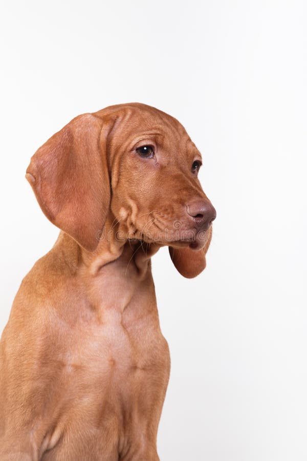 Dog Hungarian Vizsla Pointer Stock Photo - Image of expression, breed ...