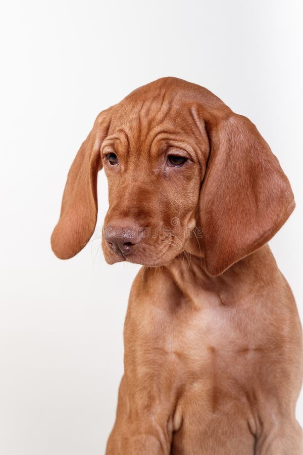 Dog Hungarian Vizsla Pointer Stock Photo - Image of pointer, cute: 53880562