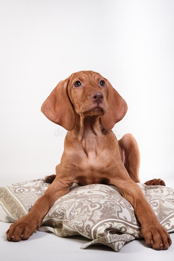 Dog Hungarian Vizsla Pointer Stock Photo - Image of laying, brown: 53880604