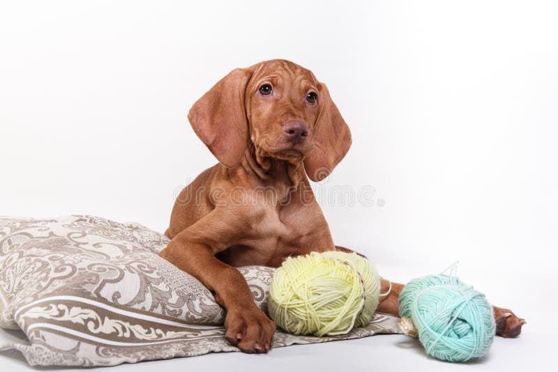 Dog Hungarian Vizsla Pointer Stock Image - Image of breed, copper: 53880831