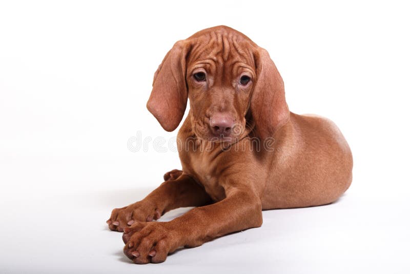 Dog Hungarian Vizsla Pointer Stock Photo - Image of cute, breed: 53880902