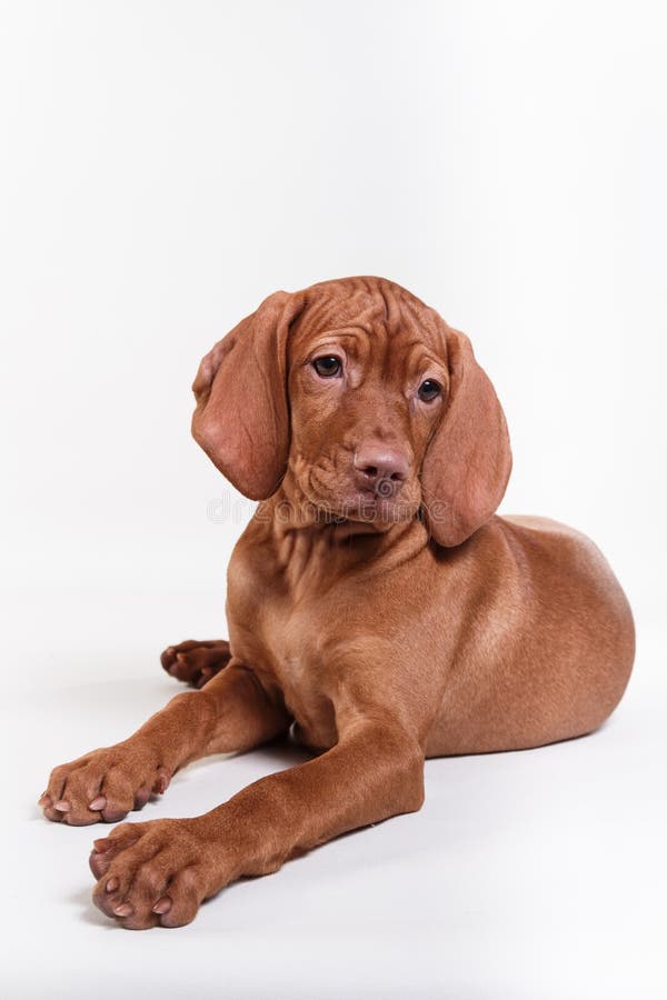 Dog Hungarian Vizsla Pointer Stock Photo - Image of pets, dogs: 53880948
