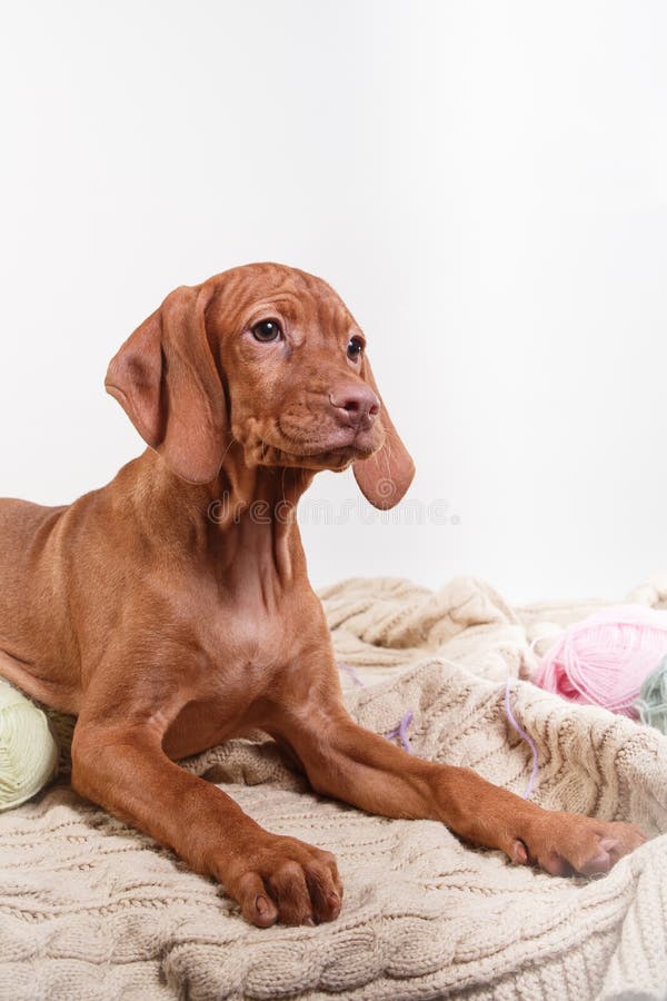 Dog Hungarian Vizsla Pointer Stock Image - Image of chestnut, copper ...