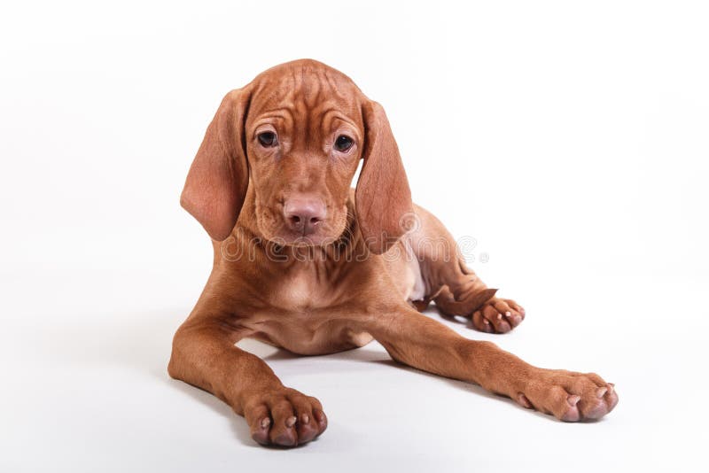 Dog Hungarian Vizsla Pointer Stock Photo - Image of hungary, dogs: 53881054