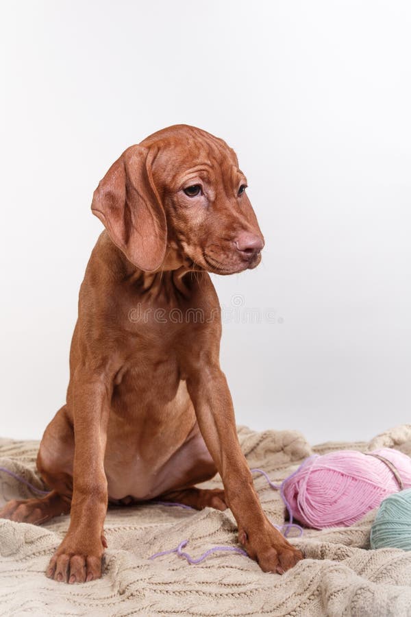 Dog Hungarian Vizsla Pointer Stock Image - Image of flushing, chestnut ...