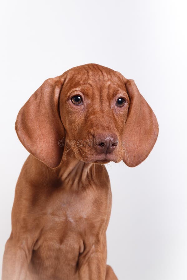 Dog Hungarian Vizsla Pointer Stock Photo - Image of domestic, point ...