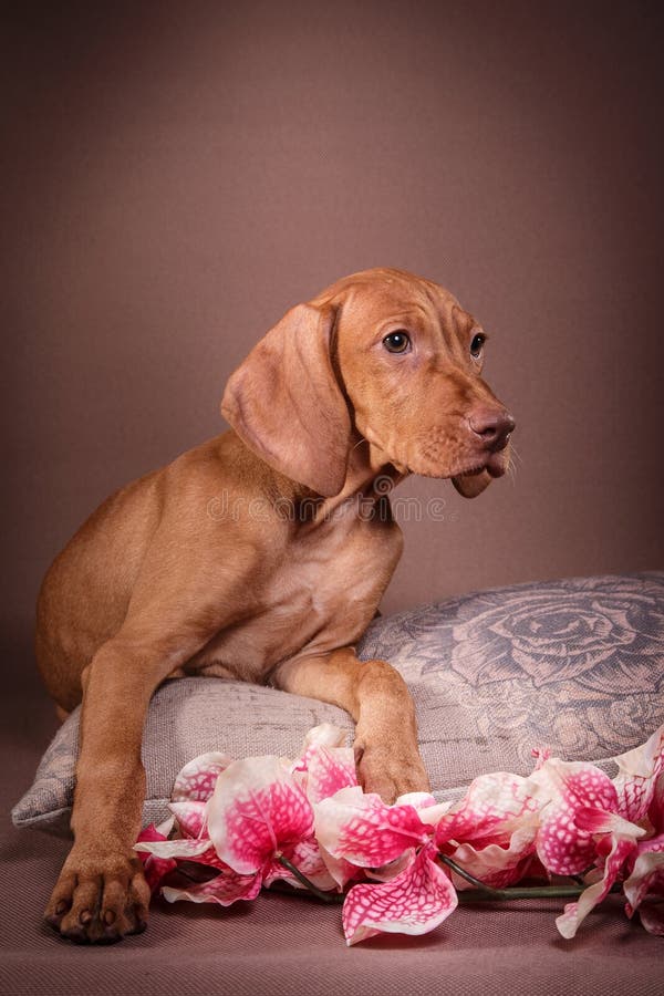 Dog Hungarian Vizsla Pointer Stock Photo - Image of gold, brown: 53881204