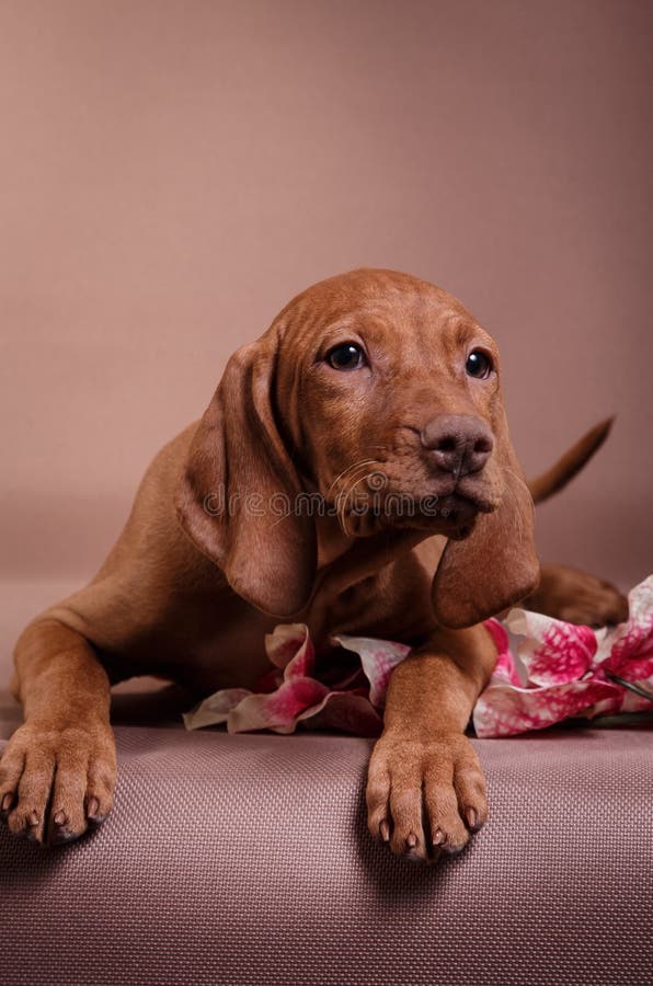Dog Hungarian Vizsla Pointer Stock Image - Image of breed, brown: 53881353