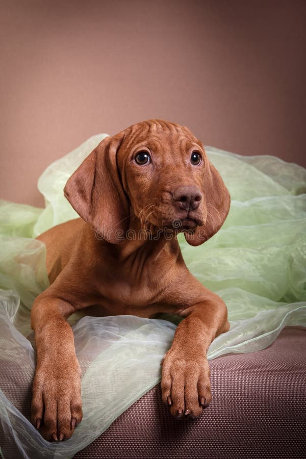 Dog Hungarian Vizsla Pointer Stock Photo - Image of flush, pets: 53881394