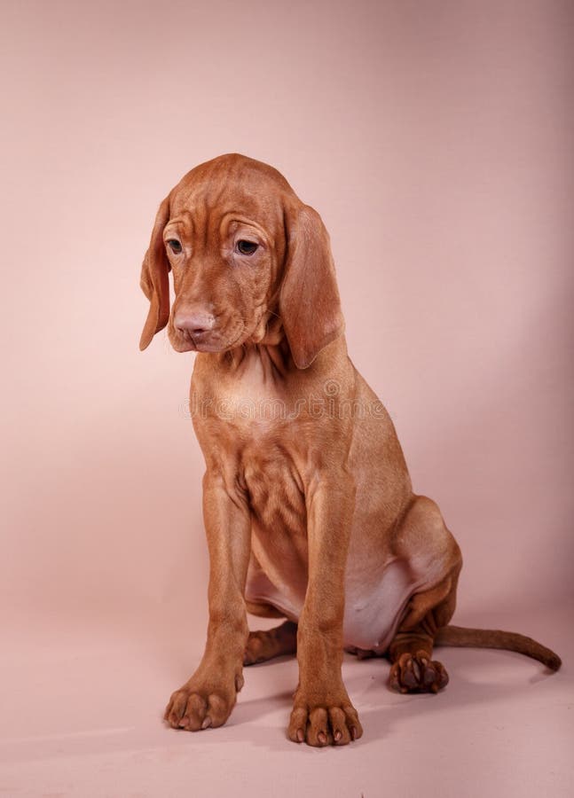 Dog Hungarian Vizsla Pointer Stock Image - Image of haired, pedigree ...